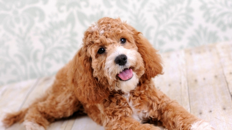 How to Groom a Cockapoo: Step-by-Step Guide for Pup Care – Pogi's Pet ...